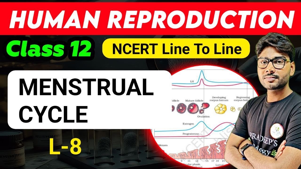 MENSTRUAL CYCLE | Human Reproduction | Human Reproduction class 12 ...