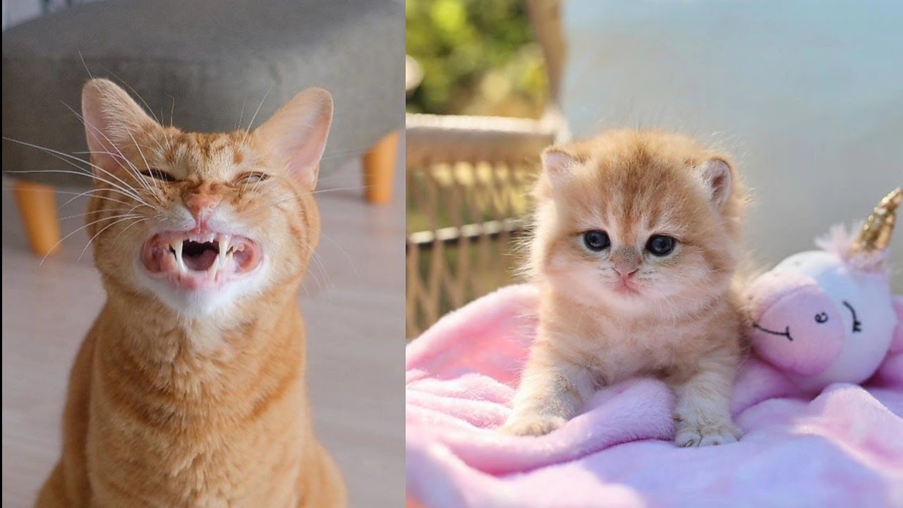 Cute baby cats l funny cats videos l baby cats l World Series #6 - YouTube