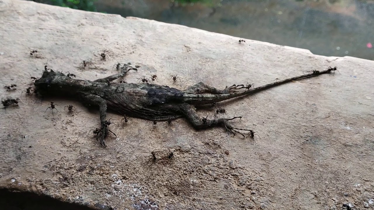Flying Draco , Flying lizard - YouTube