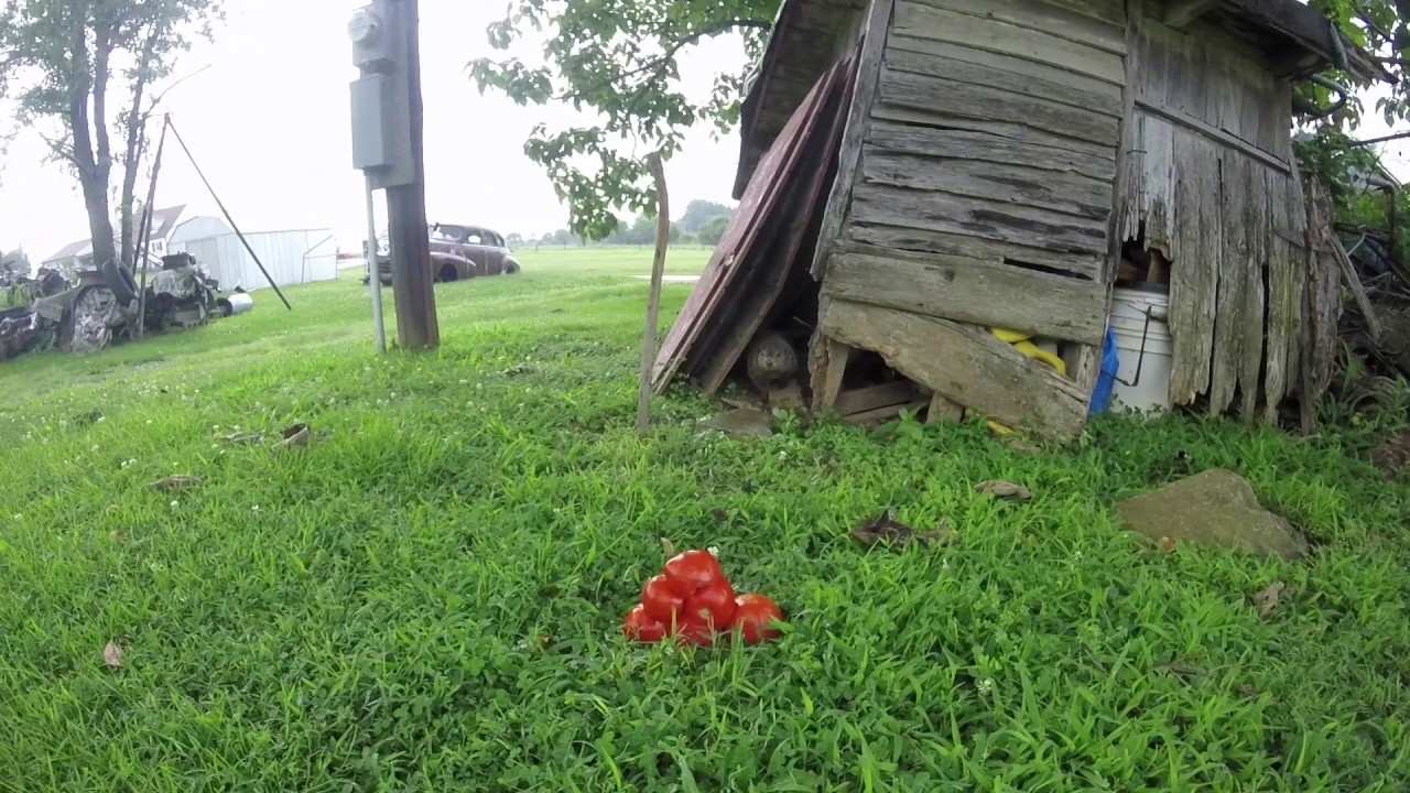 Groundhog Eating Tomato Pyramid - YouTube
