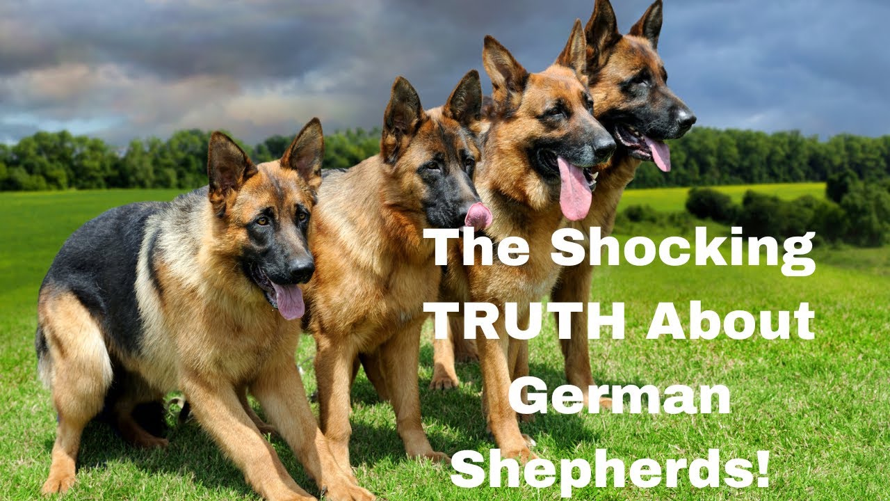 Unlock the Mystery Behind German Shepherds - What You Don't Know Will ...