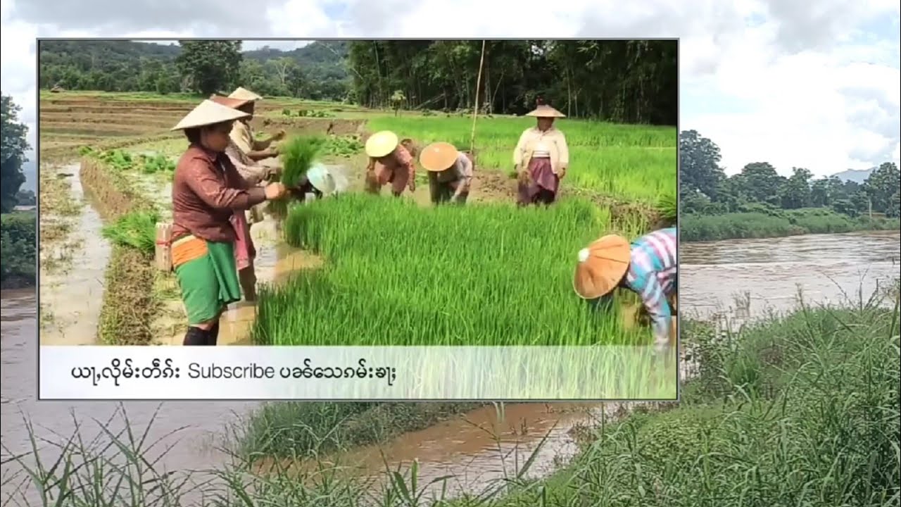 Rice seedling uproot work: Listening comprehension practice 1 | လႆၢးထူ ...