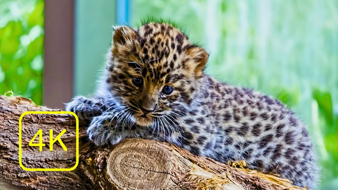 4K Amazing Kittens Animals Pets Beautiful Photography The Best Screensaver Scenery - YouTube