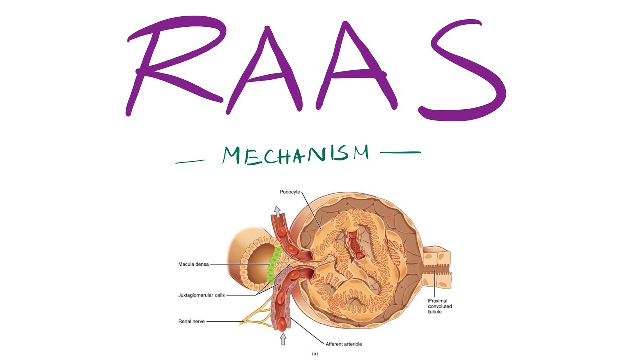 Understand RAAS - Renin Angiotensin Aldosterone System | SIMPLIFIED ...