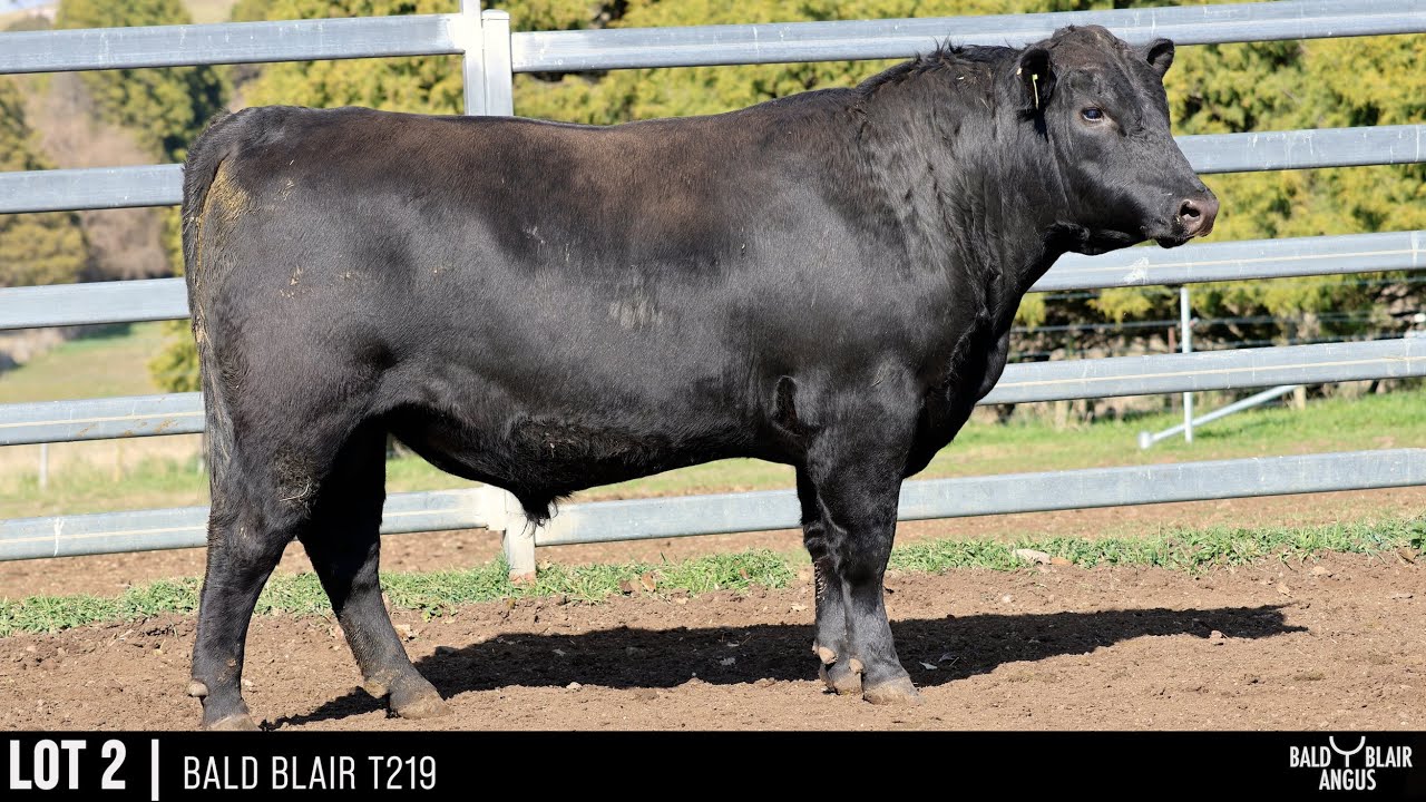 LOT 2 BALD BLAIR T219 - YouTube