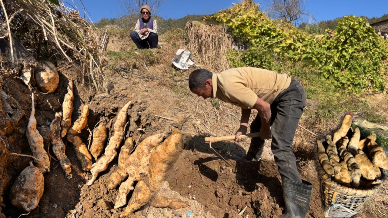 Roots of Tradition, Harvesting Chayote in Village | Nepali Village ...