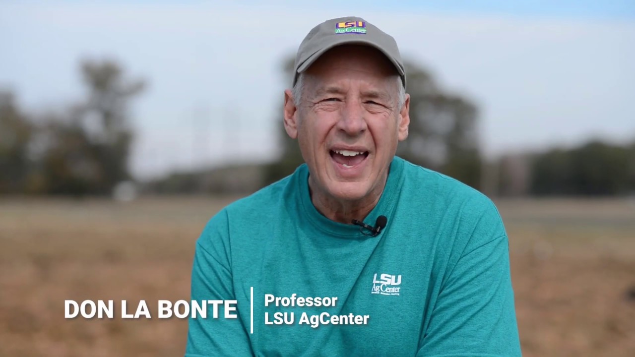 Don Labonte: The search for the perfect sweet potato - YouTube
