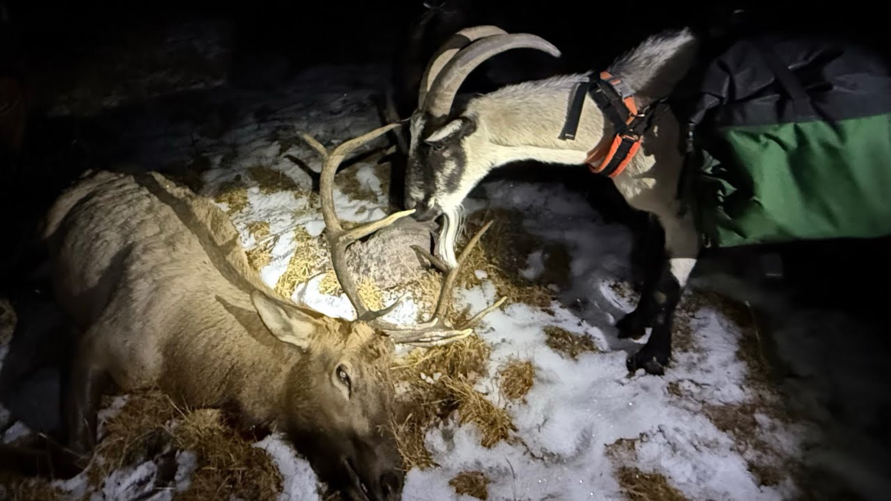 High Country Late Season Elk Hunt With Pack Goats - YouTube