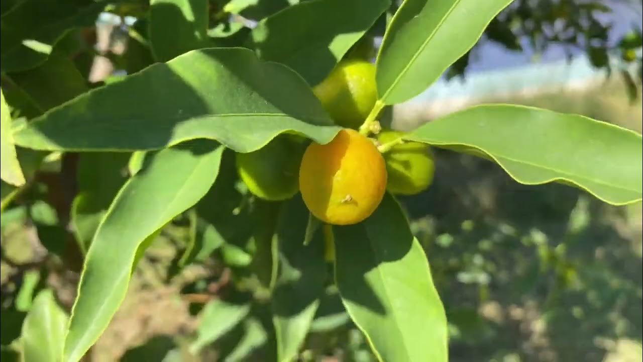 Кумкват или китайский мандарин Youtube