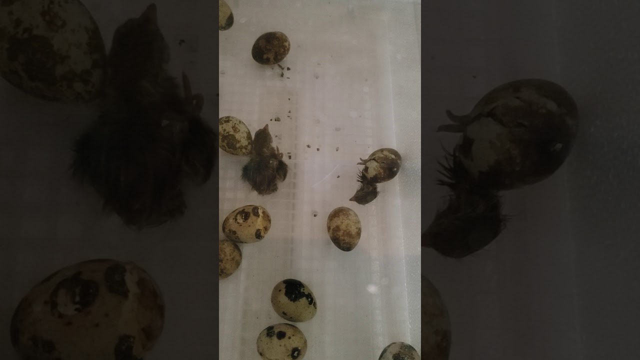 First batch of baby quail hatching. - YouTube