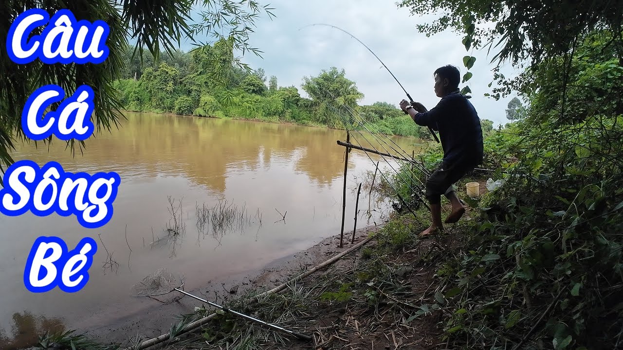 Câu Cá Sông Bé | Đụng Em Lăng Vàng quá đã | Fishing on Be River ...