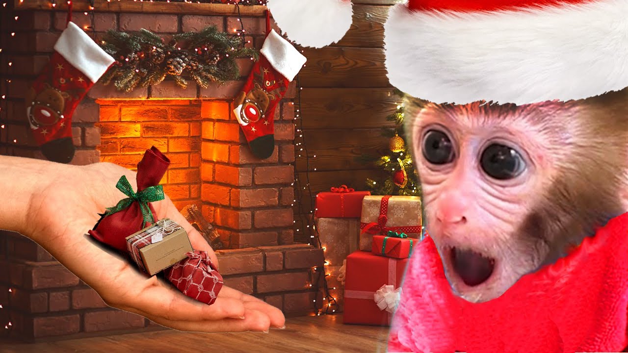 Baby Monkey Mini Buys Christmas tree decorations, Animals Home - YouTube