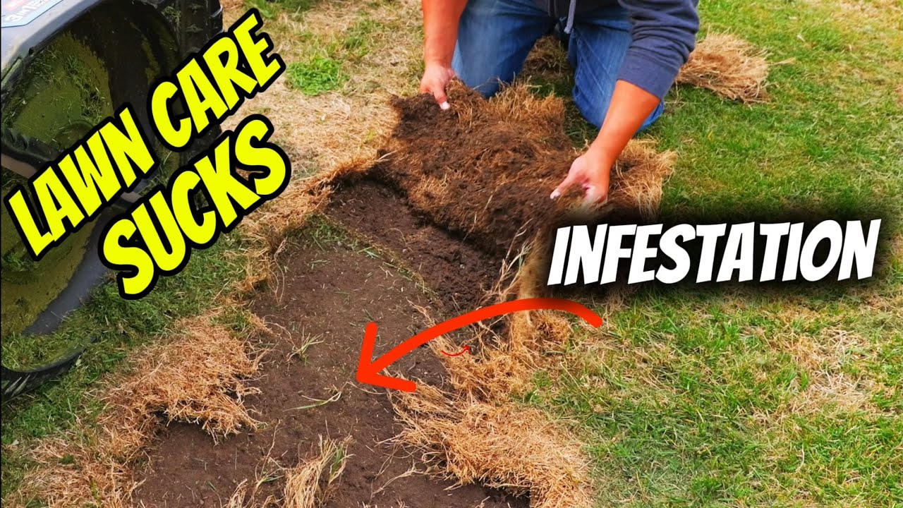 Grub Infestation EXPOSED! How I Saved My Lawn in 10 Days - YouTube