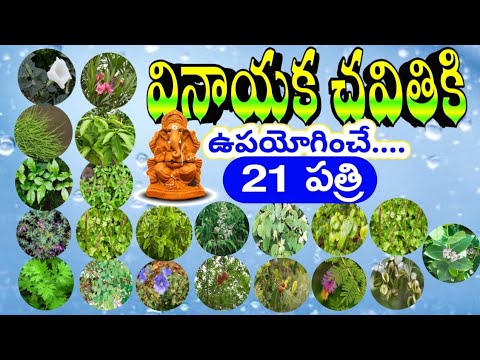 Vinayaka Chavithi Pathri || 21 patri || bestgurutv || Reasons of using ...