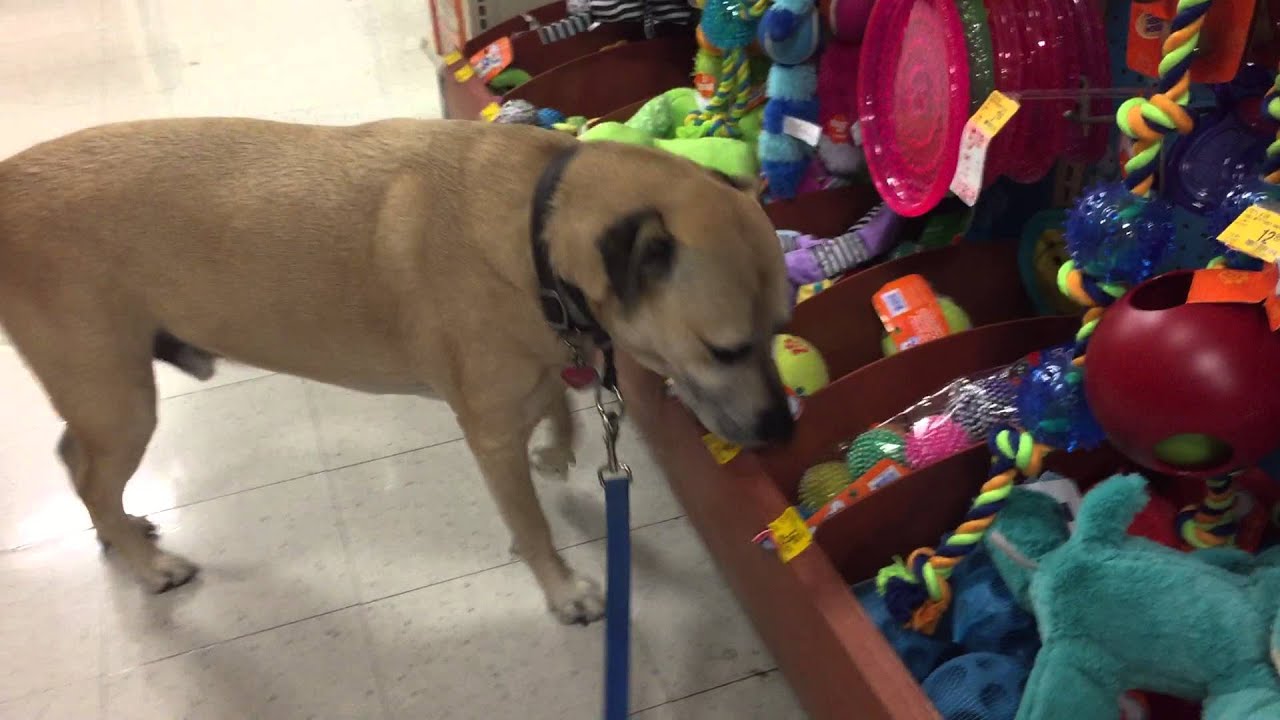 Super Smiley dog Shopping for a toy for Christmas - YouTube