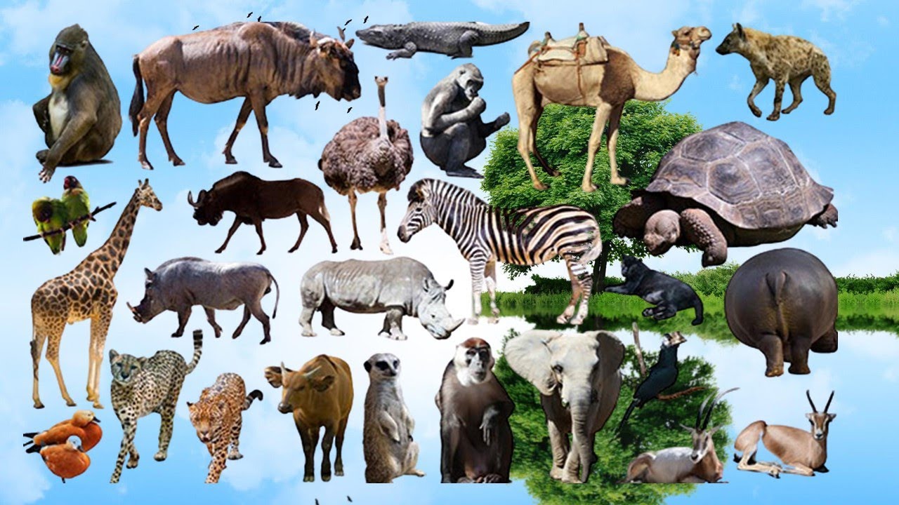 🟤🟢🟡 animals sound - farm animal | Best Animal Videos , Compilation ...