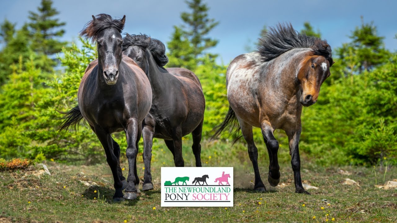 Discovering Newfoundland - The Newfoundland Pony Society - YouTube