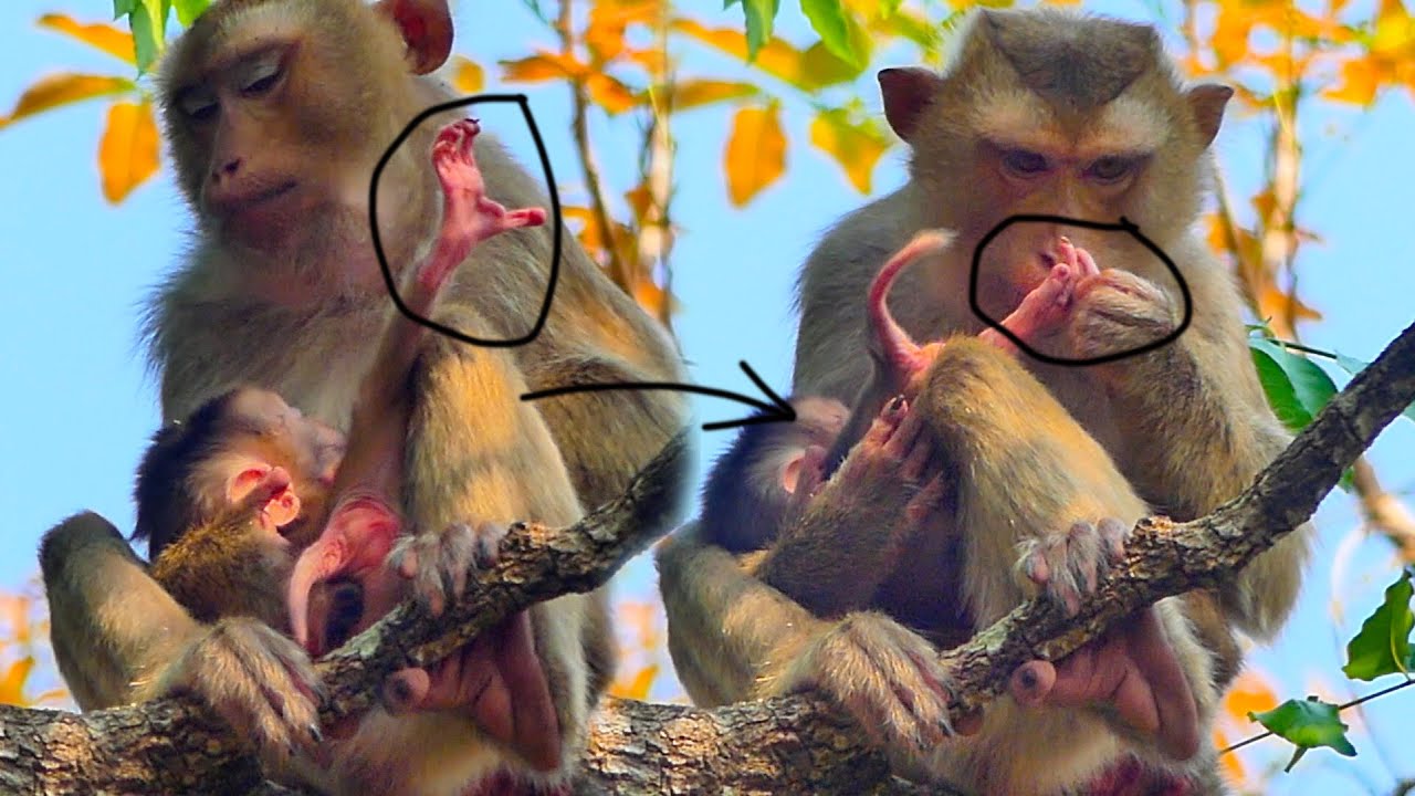 How pigtail young mother taking care and checking cute baby monkey on a ...