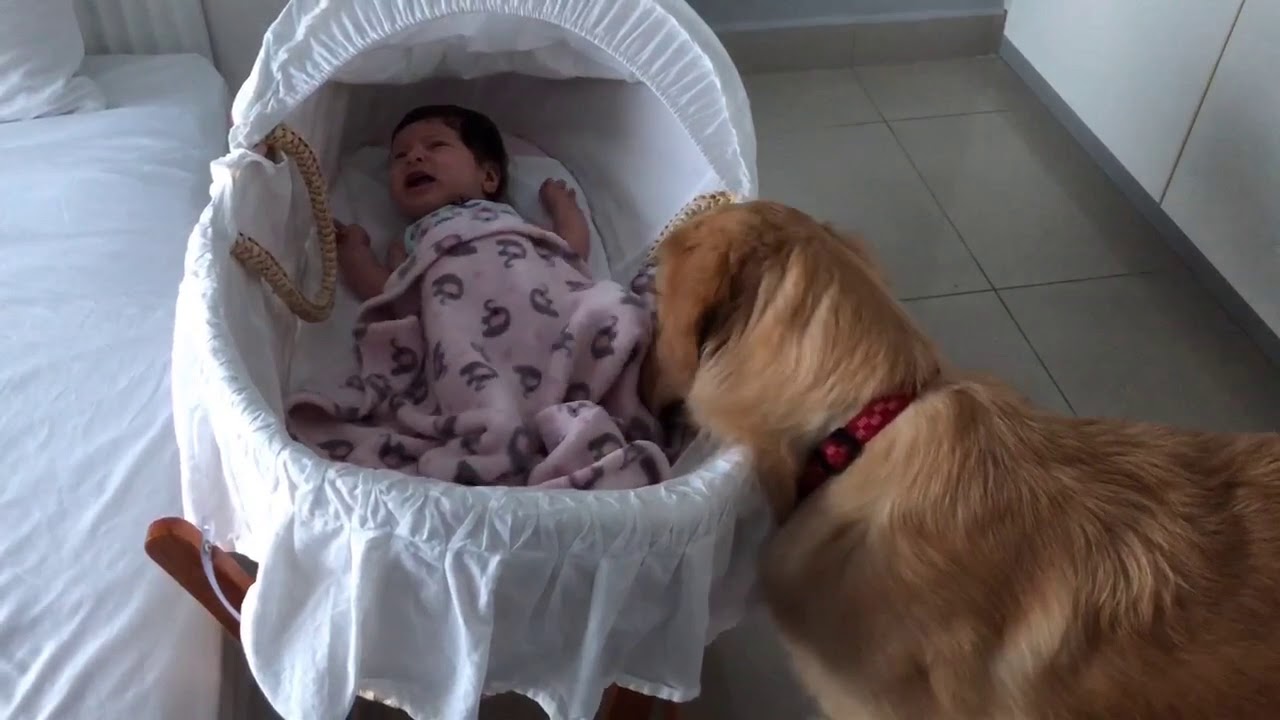 Sweet golden retriever soothing a crying newborn baby - YouTube