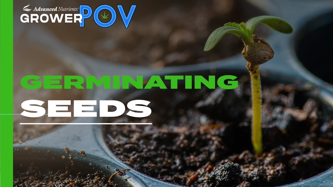 Grower Pov Germinating Seeds Youtube