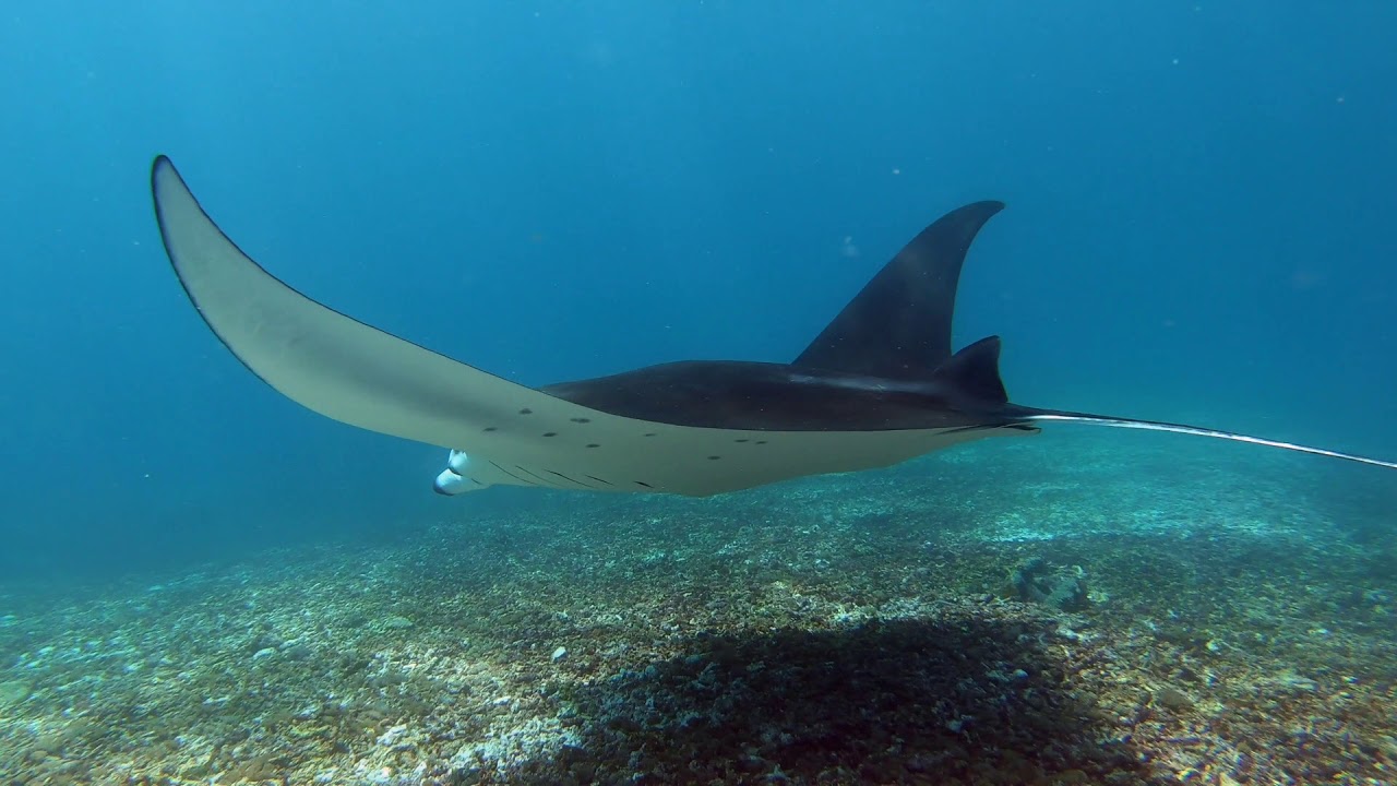 Dragon Dive Komodo - YouTube