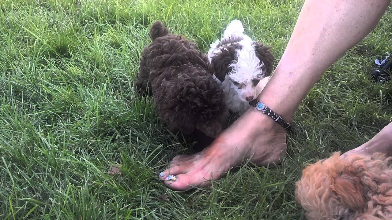 Toy poodle puppies playing - YouTube