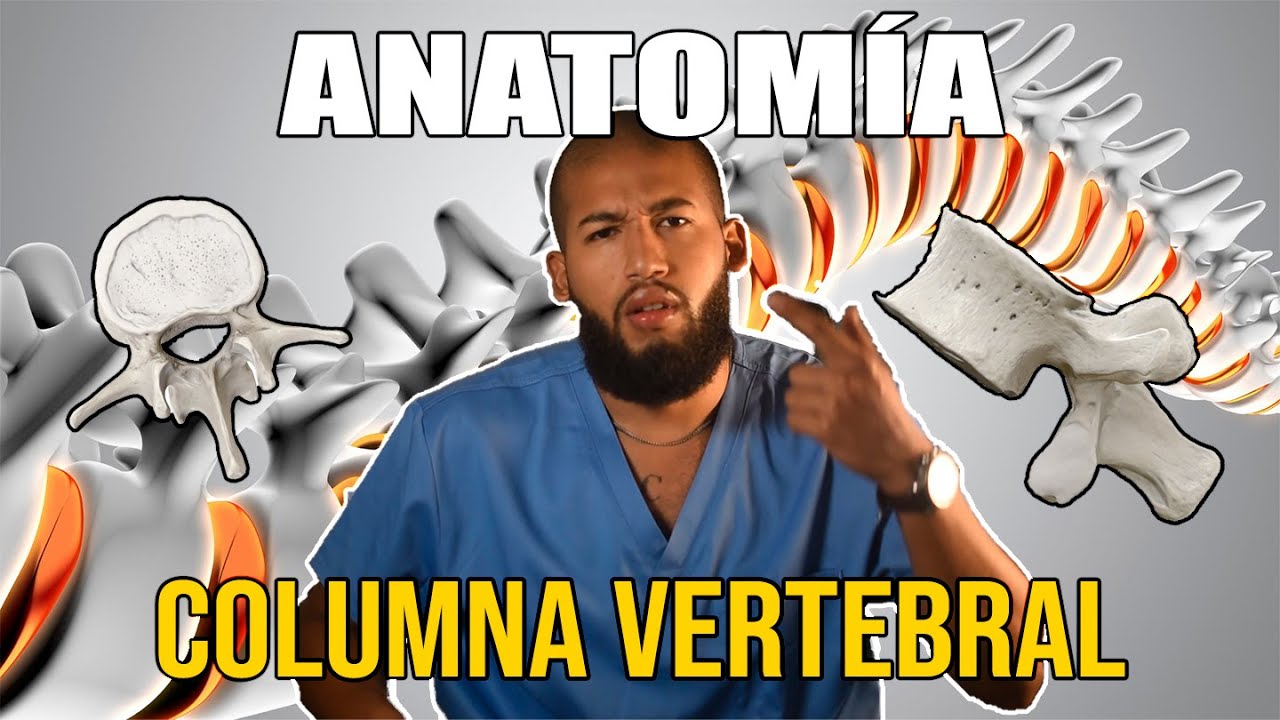 Anatomía - Columna Vertebral (ACTUALIZADO): Vértebras Cervicales ...