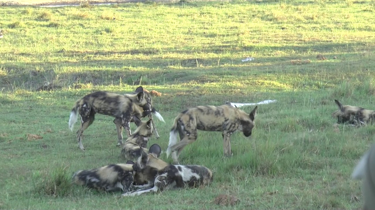 2019 Abu Wild Dogs on Move d2 - YouTube