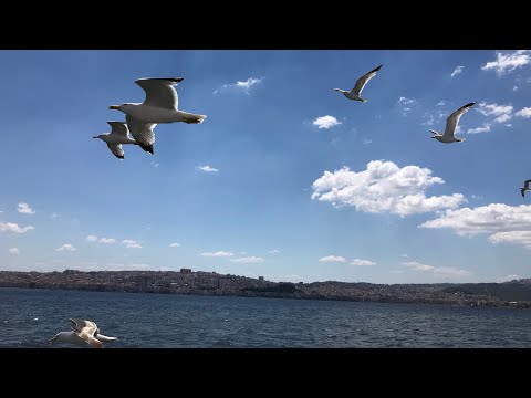 Martılar ve Deniz