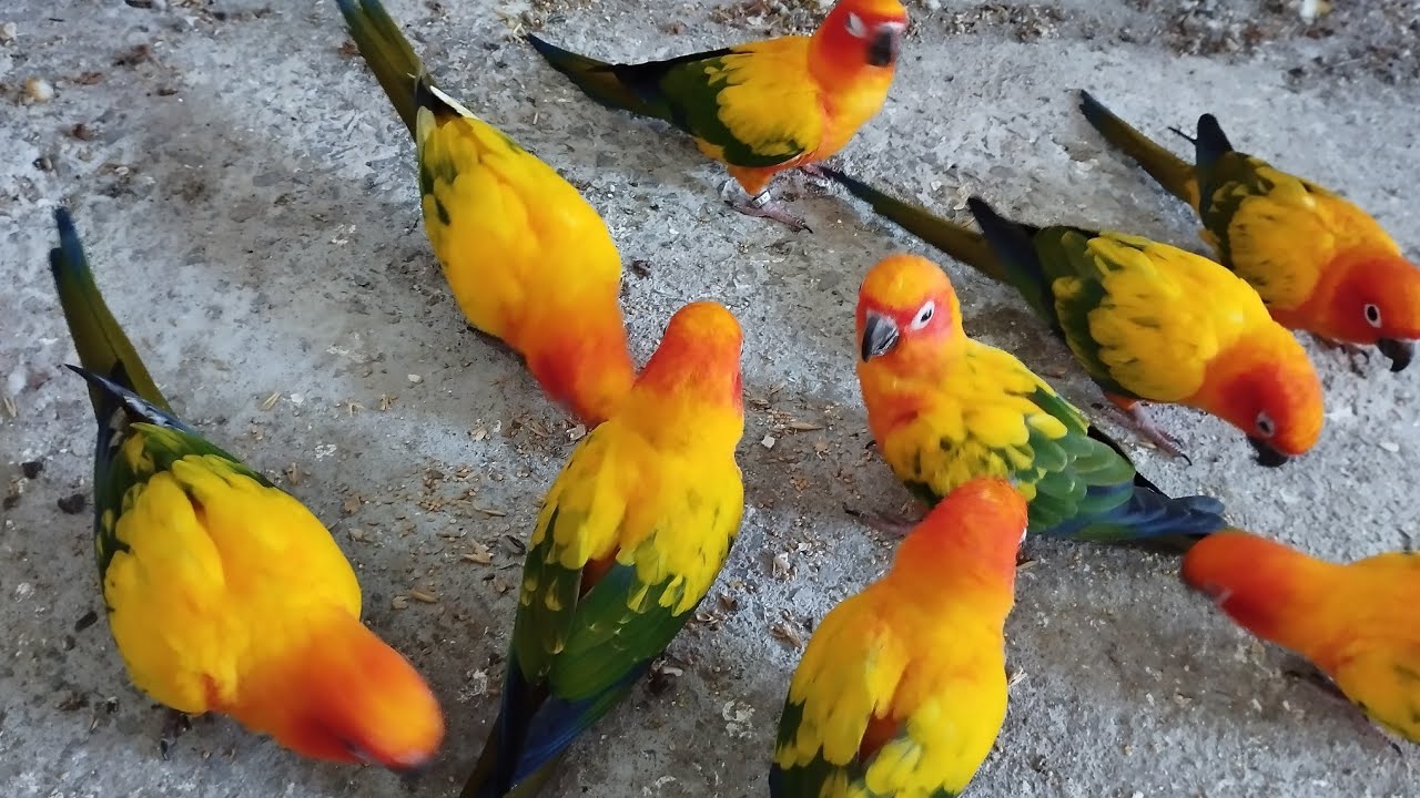 সান কোনুর / Amazing Colorful Sun Conure With Feather Shine - YouTube