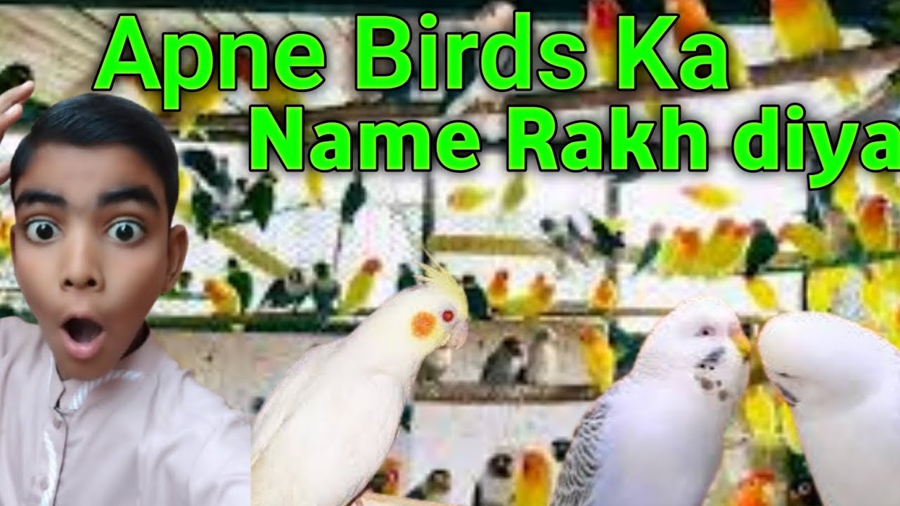 Apne Birds Ka Name Rakh Diya | Hasnain World VLOGS - YouTube