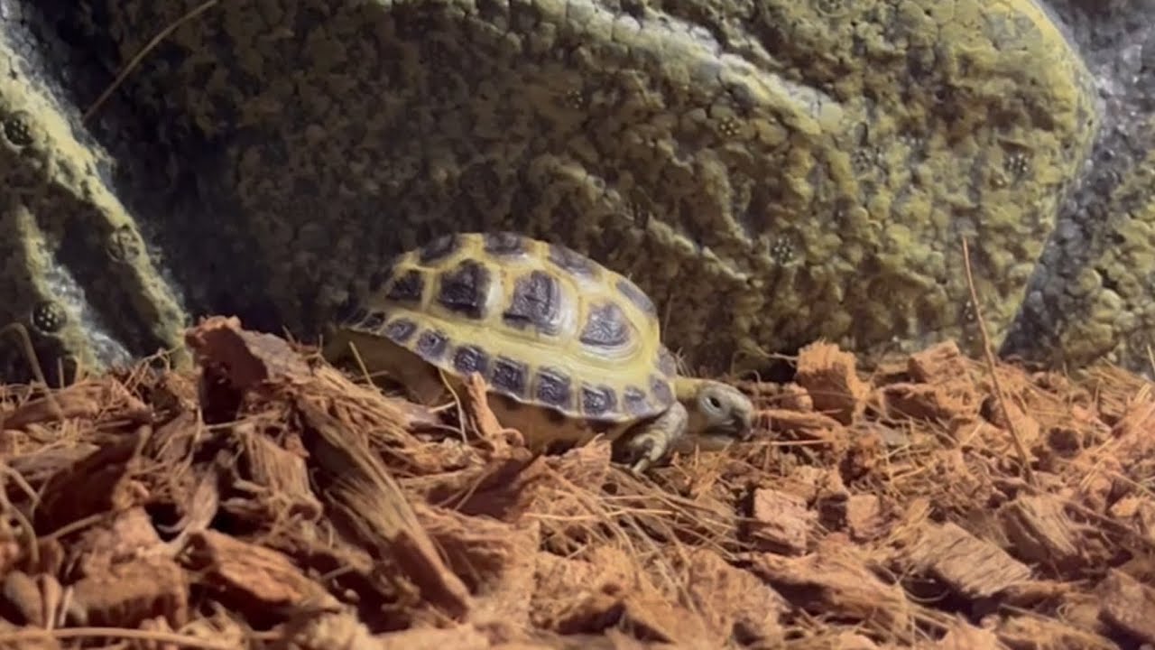 Dreaming tortoise : ) always wanna escape cage - YouTube
