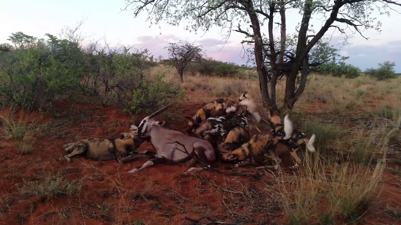 The Best Of Wild Animals Attacks 2020 African wild dogs killing an Oryx ...