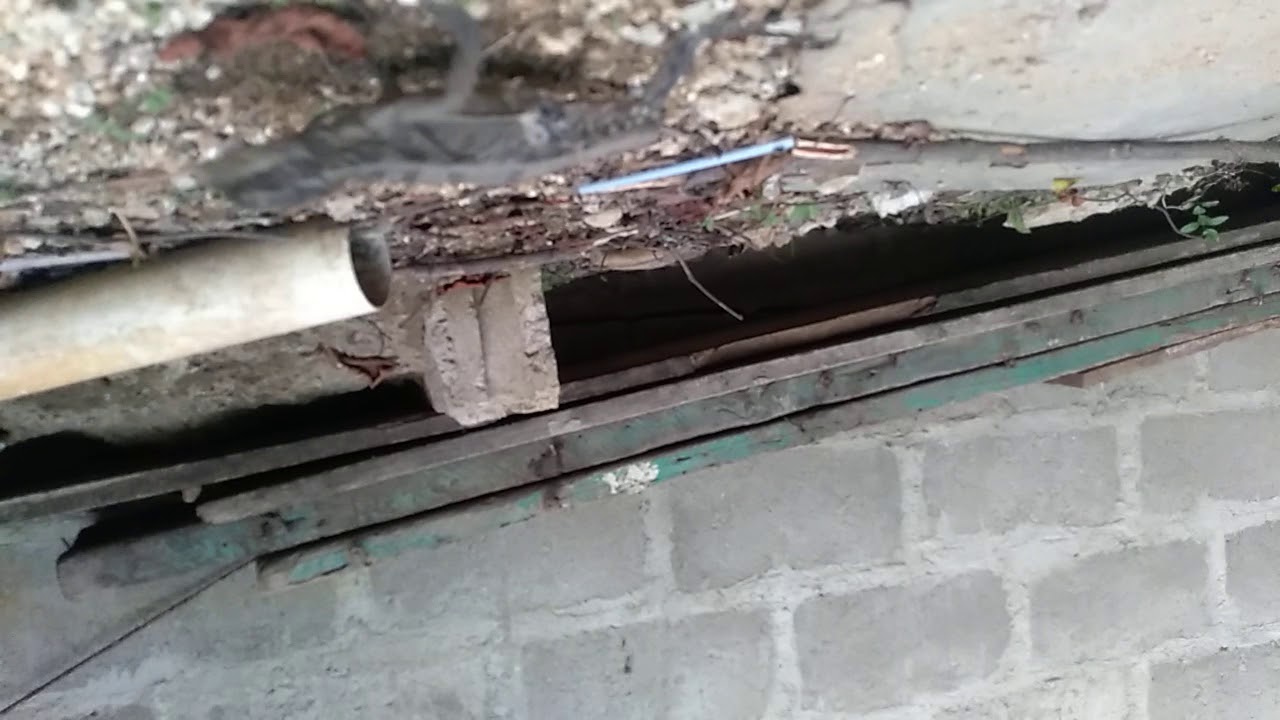 Como un charancaco cuida sus huevos - YouTube