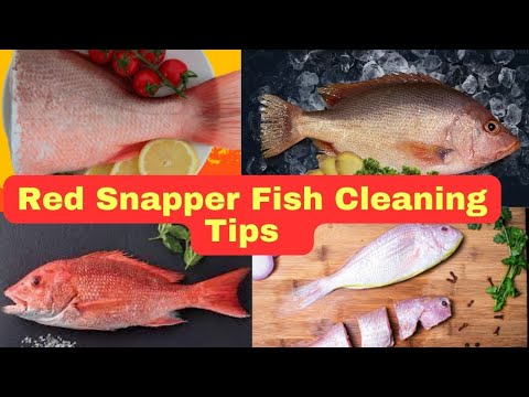 Red Snapper fish cleaning | home style | sankara fish | Sunday specials ...