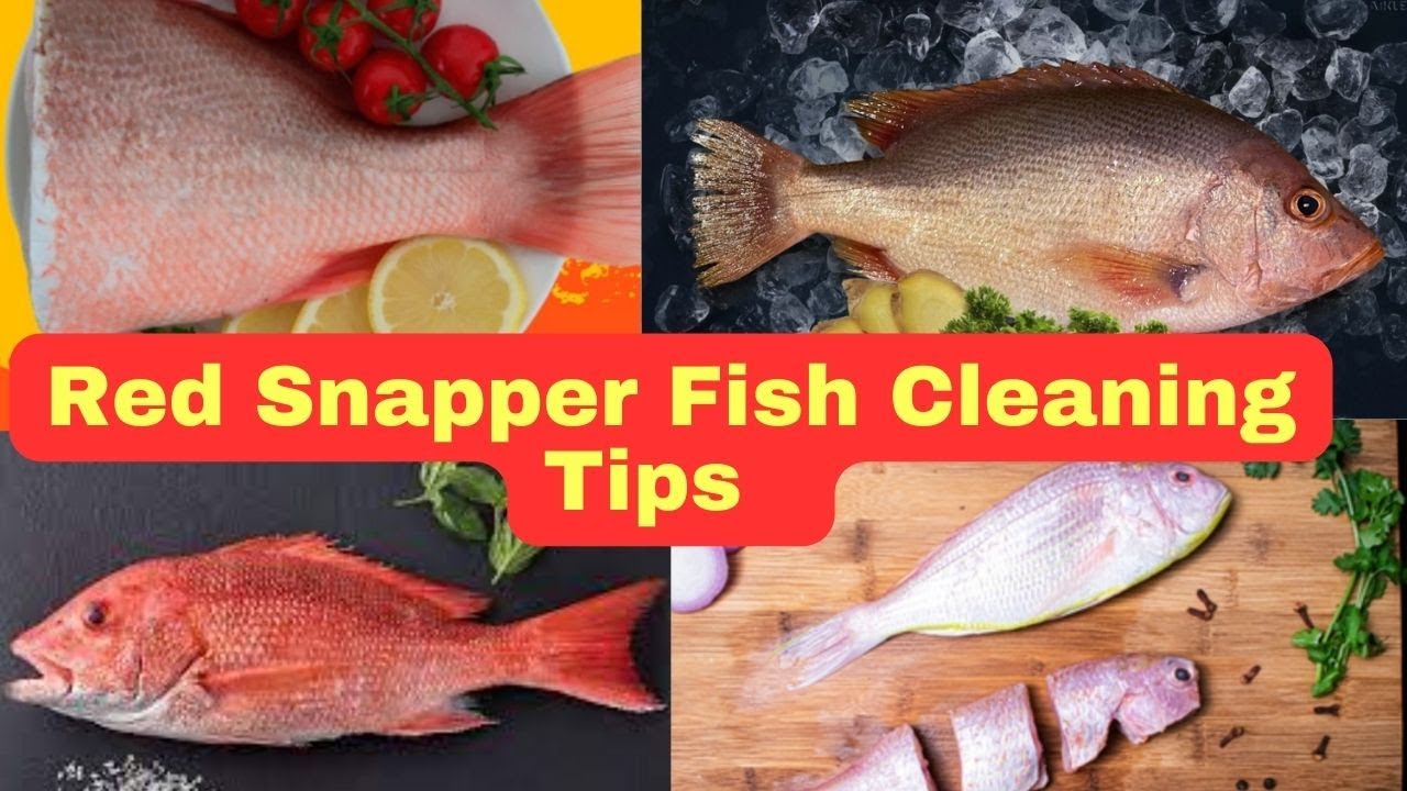 Red Snapper fish cleaning | home style | sankara fish | Sunday specials ...