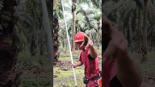 Pokok Tinggi Lagi Sawit Kalimantan Tki Malaysia Al Two Cell Mp3 & Mp4 ...