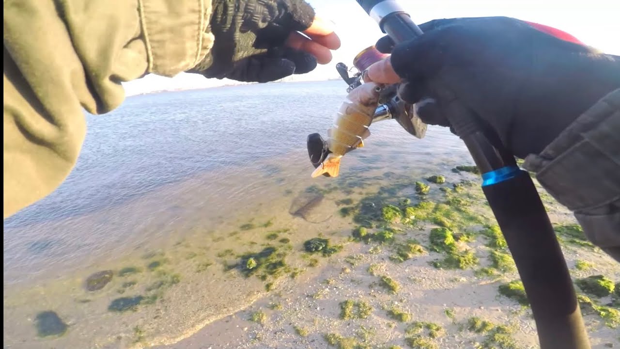 Lots of catch using lure from Amazon #fishing - YouTube