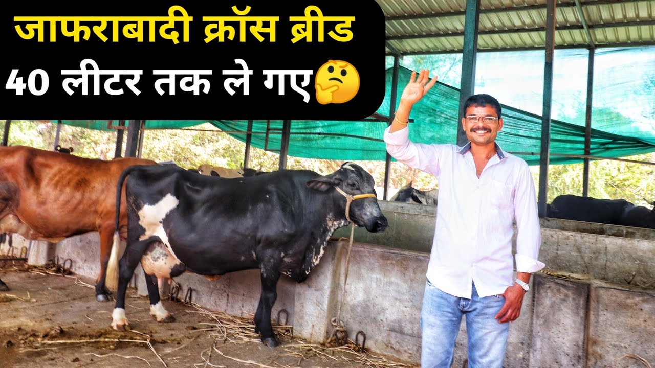 जाफराबादी क्रॉस ब्रीड गाय का फार्म आनंद गुजरात|Jafarabadi Hf Cross cow ...