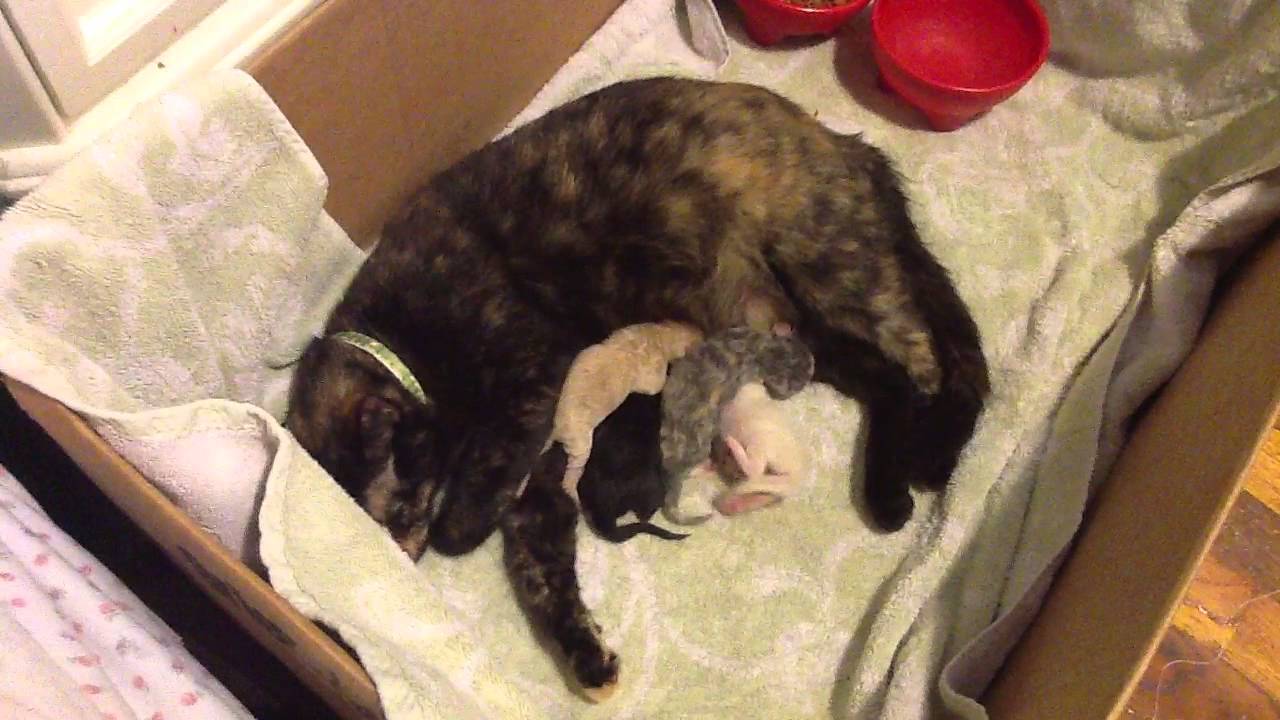 Newborn kittens fighting - YouTube