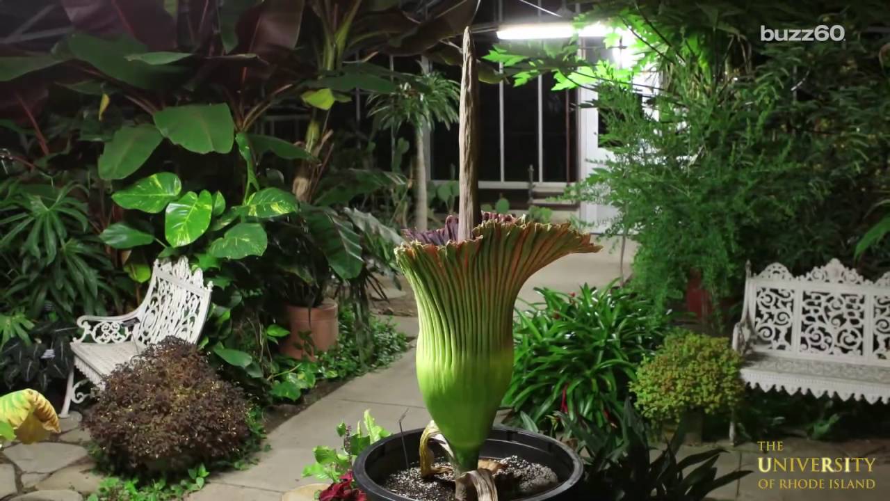 The 'Corpse Flower' Smells Like Rotting Flesh and is Blooming in NYC ...