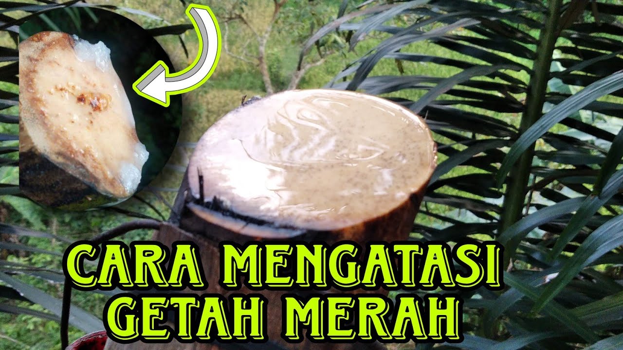 cara mengurangi getah merah dengan cara pengirisan lengan aren - YouTube