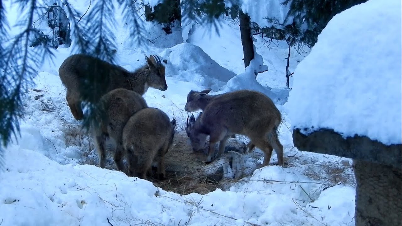 Kufri Zoo in Winter Snowfall, Shimla | Himachal Pradesh, India - YouTube