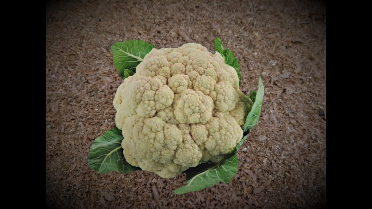 Maggots eaten white broccoli timelapse decomposting - YouTube