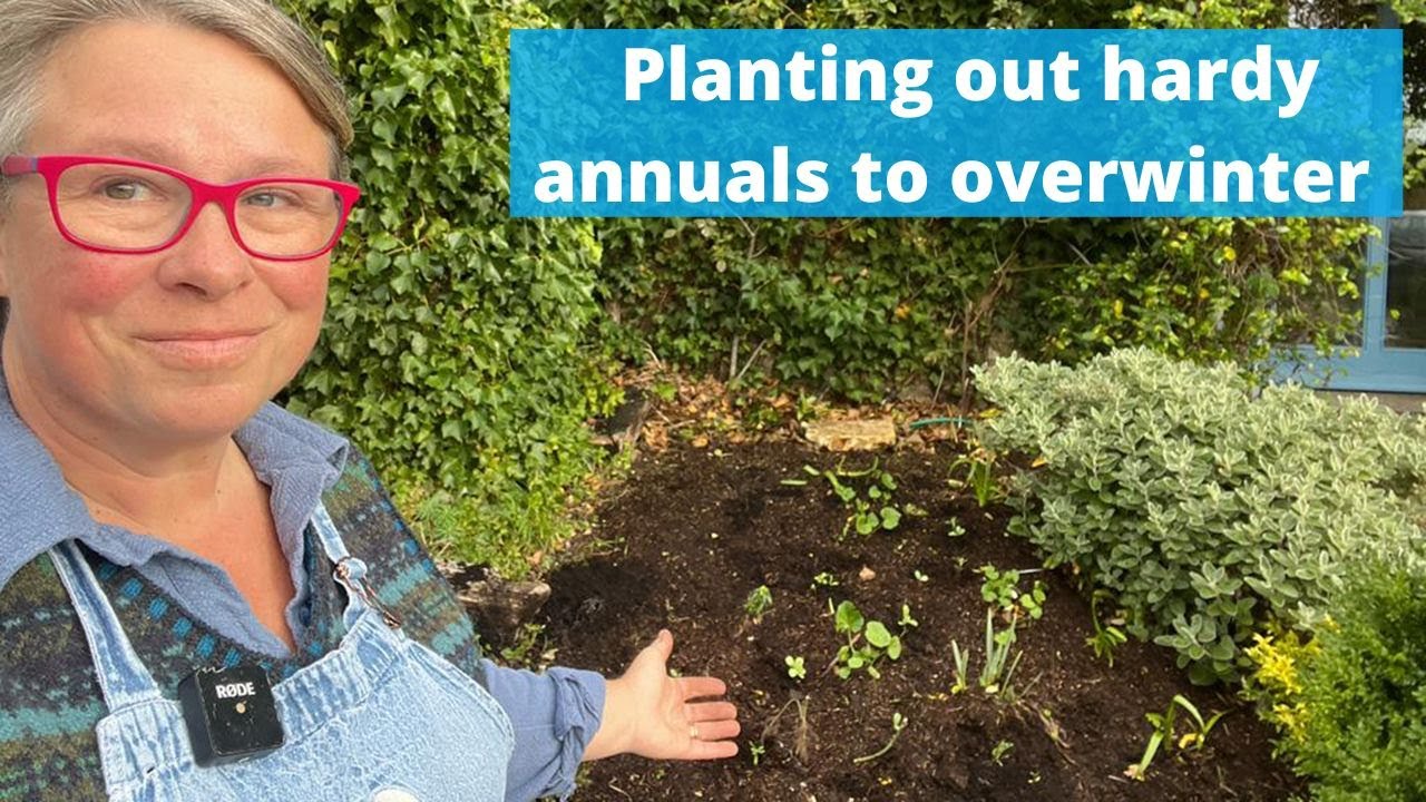 How I plant out hardy annual seedlings in the autumn - YouTube