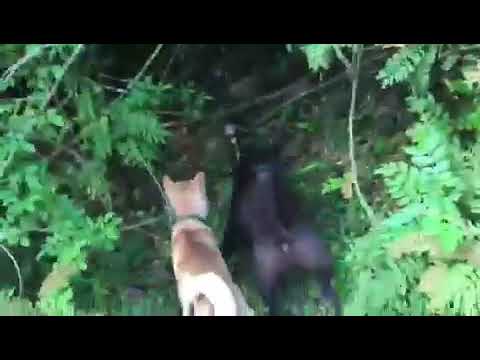 Landrace dog from Sichuan - YouTube