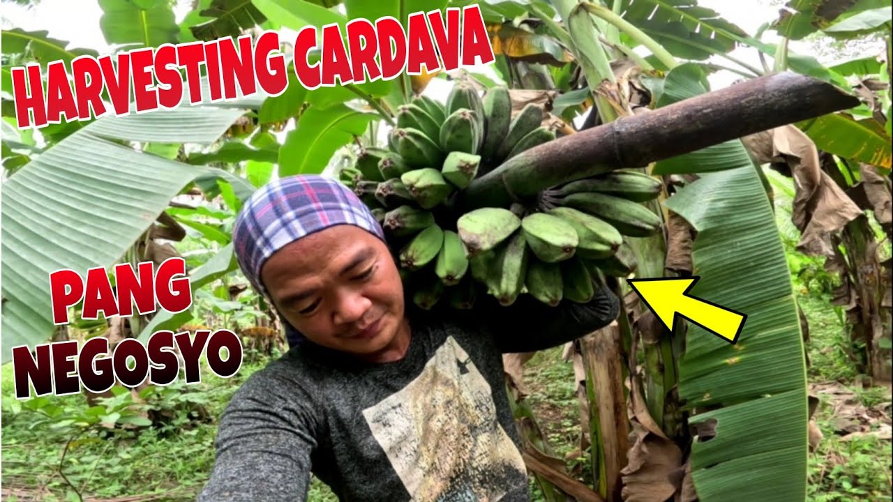 HARVESTING CARDAVA MAGANDA PANG NEGOSYO.TULOY TULOY ANG HARVEST. - YouTube