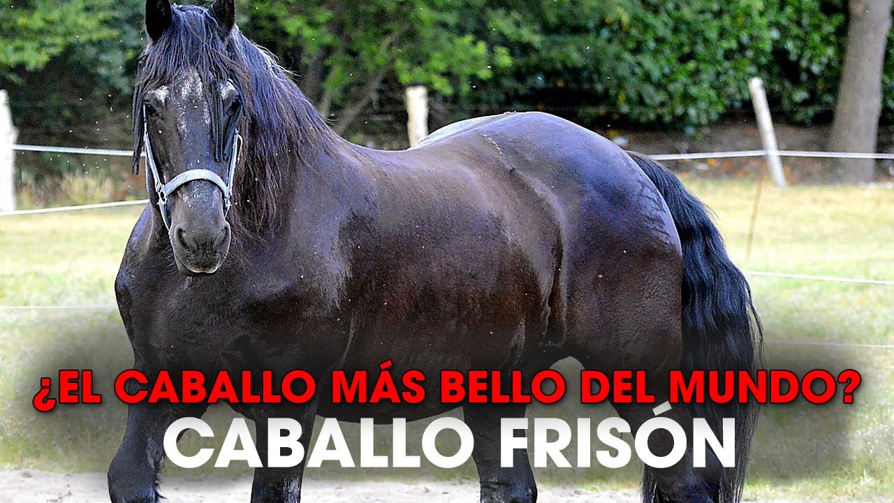 LA VERDADERA HISTORIA DEL CABALLO FRISÓN | SoyCorraje - YouTube