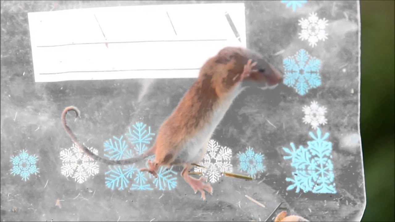 Muizenonderzoek bosspitsmuis, dwergmuis en rosse woelmuis - YouTube