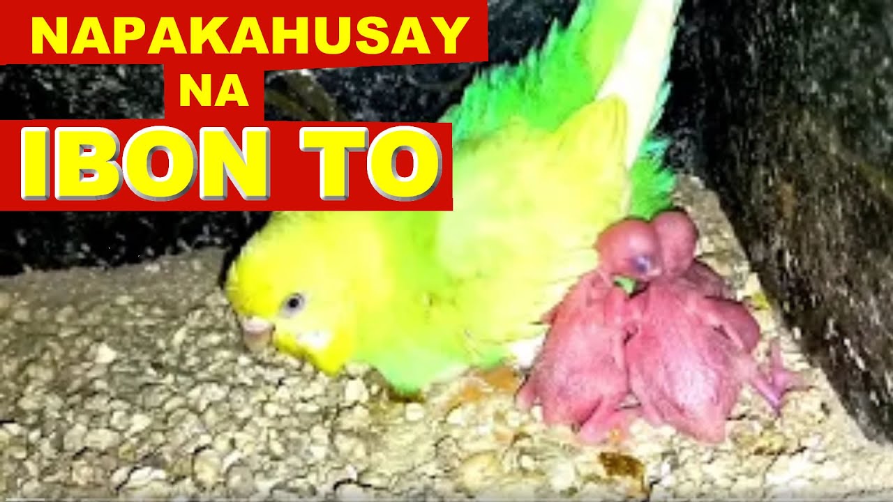 ang ibon ko na si tweetie parakeets - YouTube